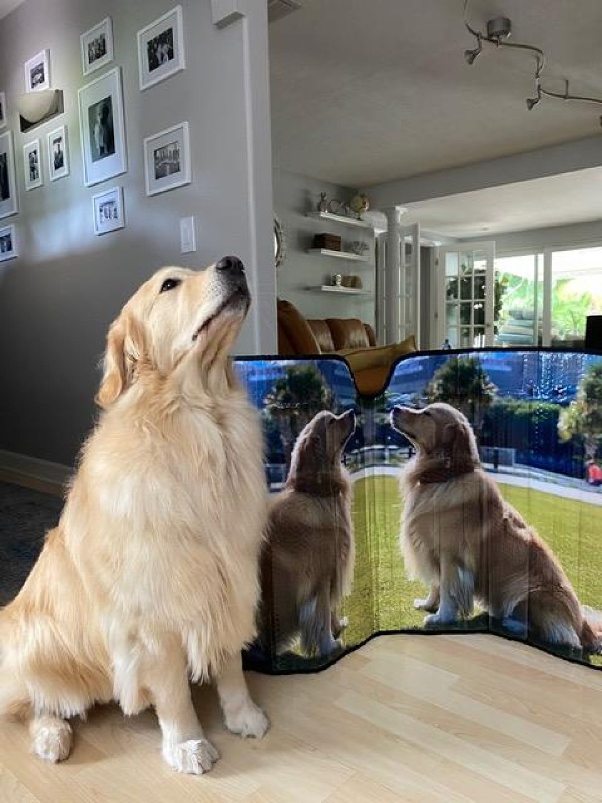 Custom Personalized Car Sun Shade | Window Shield with Logo, Text or ...